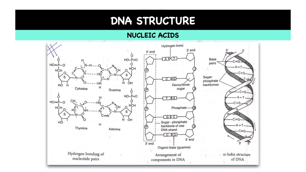 Nucleic Acids – DNA vs RNA – The Theoretical Doctor