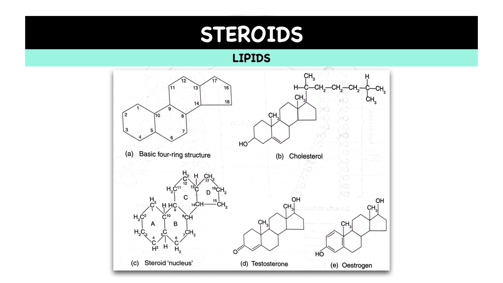 Lipids – Steroids – The Theoretical Doctor