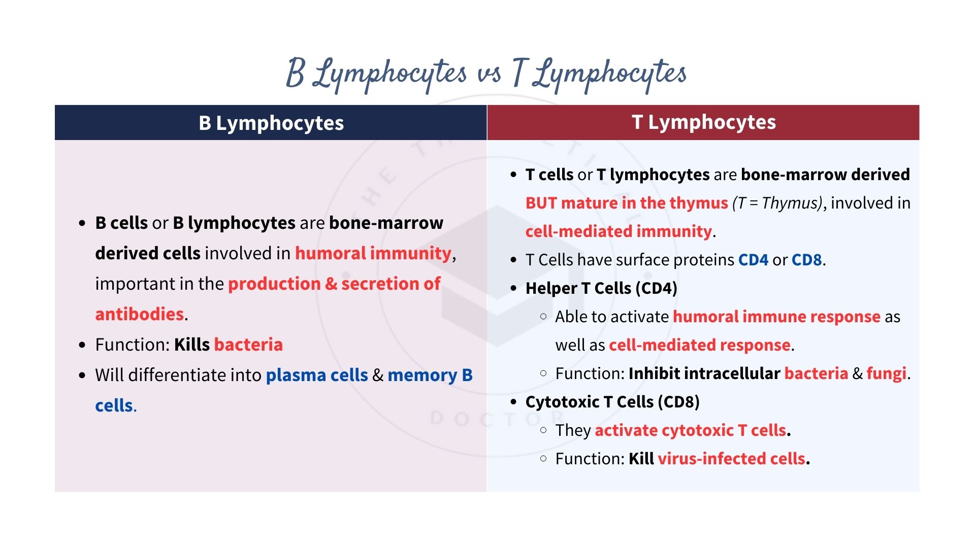 Human Lymphatic System + Structure & Roles of Antibody, Antigen ...