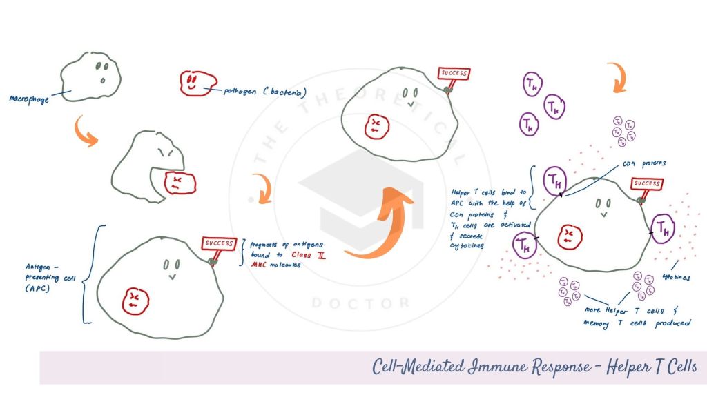 Cell-Mediated Immune Response – Immunity – The Theoretical Doctor