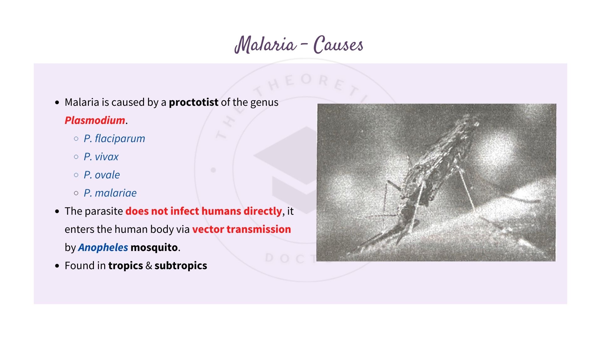 Malaria – Infectious Disease – The Theoretical Doctor