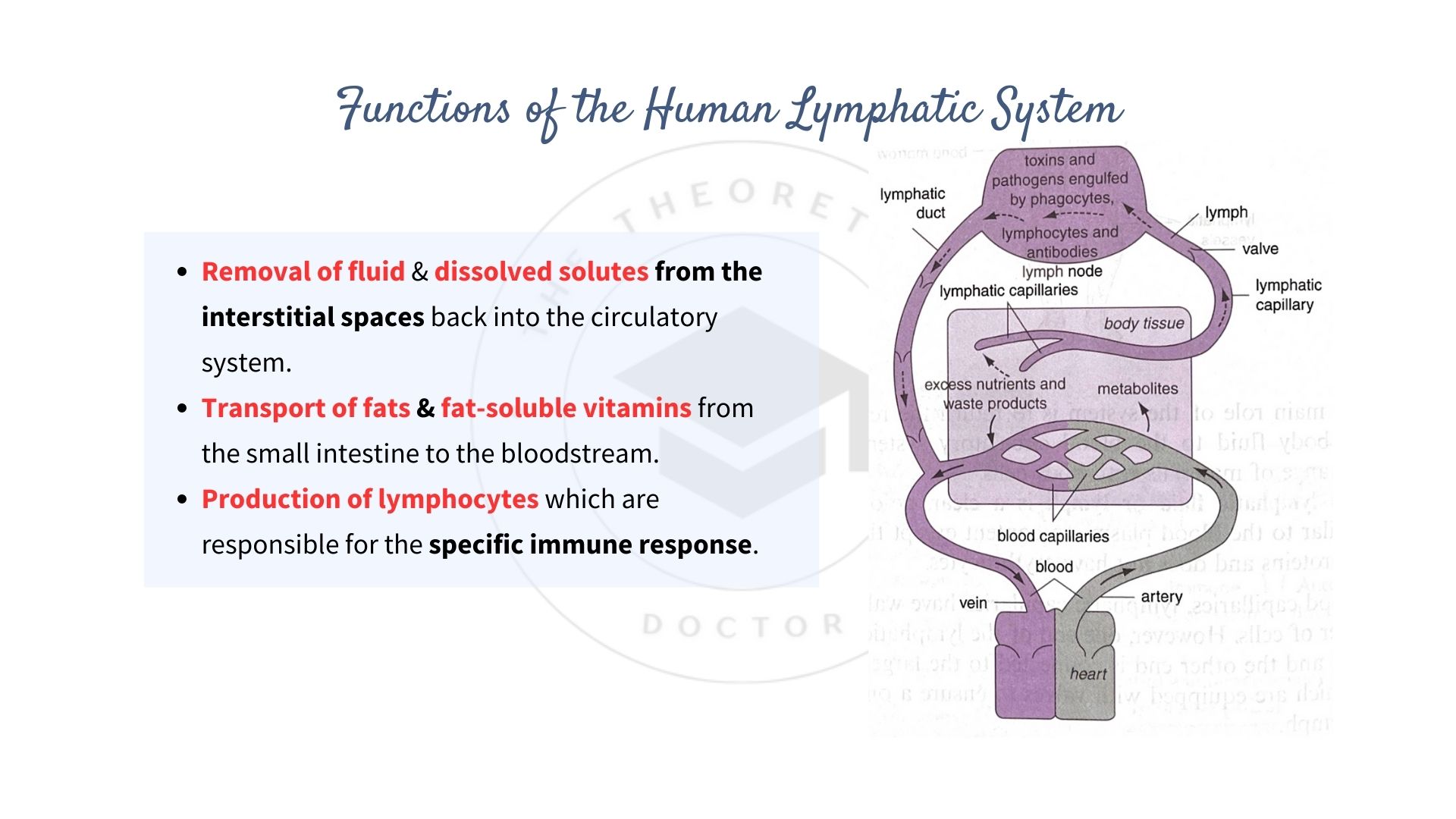 Human Lymphatic System + Structure & Roles of Antibody, Antigen ...