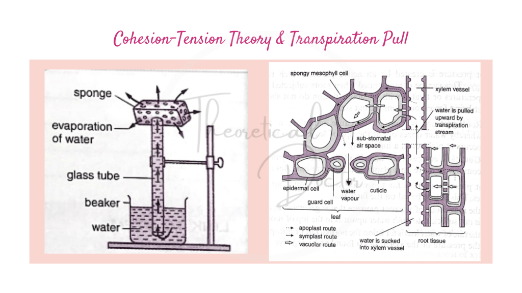 Root Pressure Theory + Cohesion-Tension Theory & Transpiration Pull ...