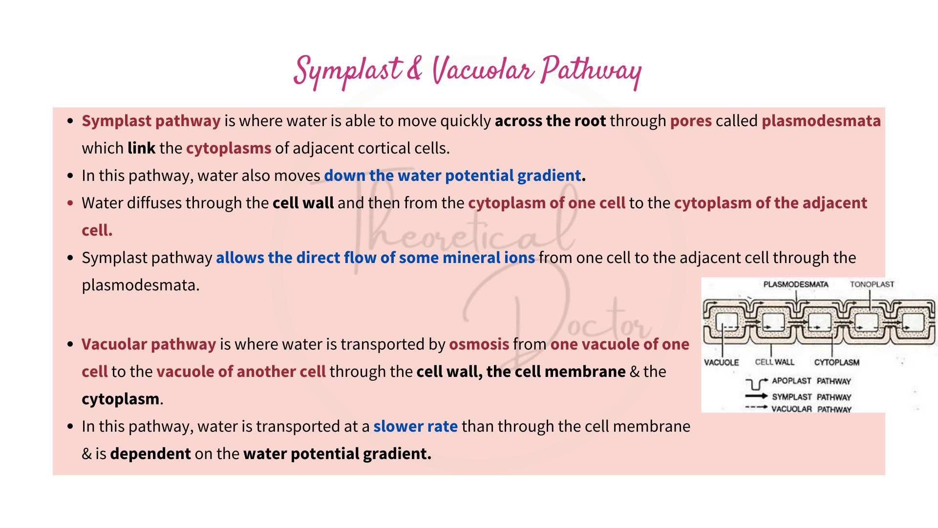 Apoplast, Symplast & Vacuolar Pathway (Water Transport in Plants ...