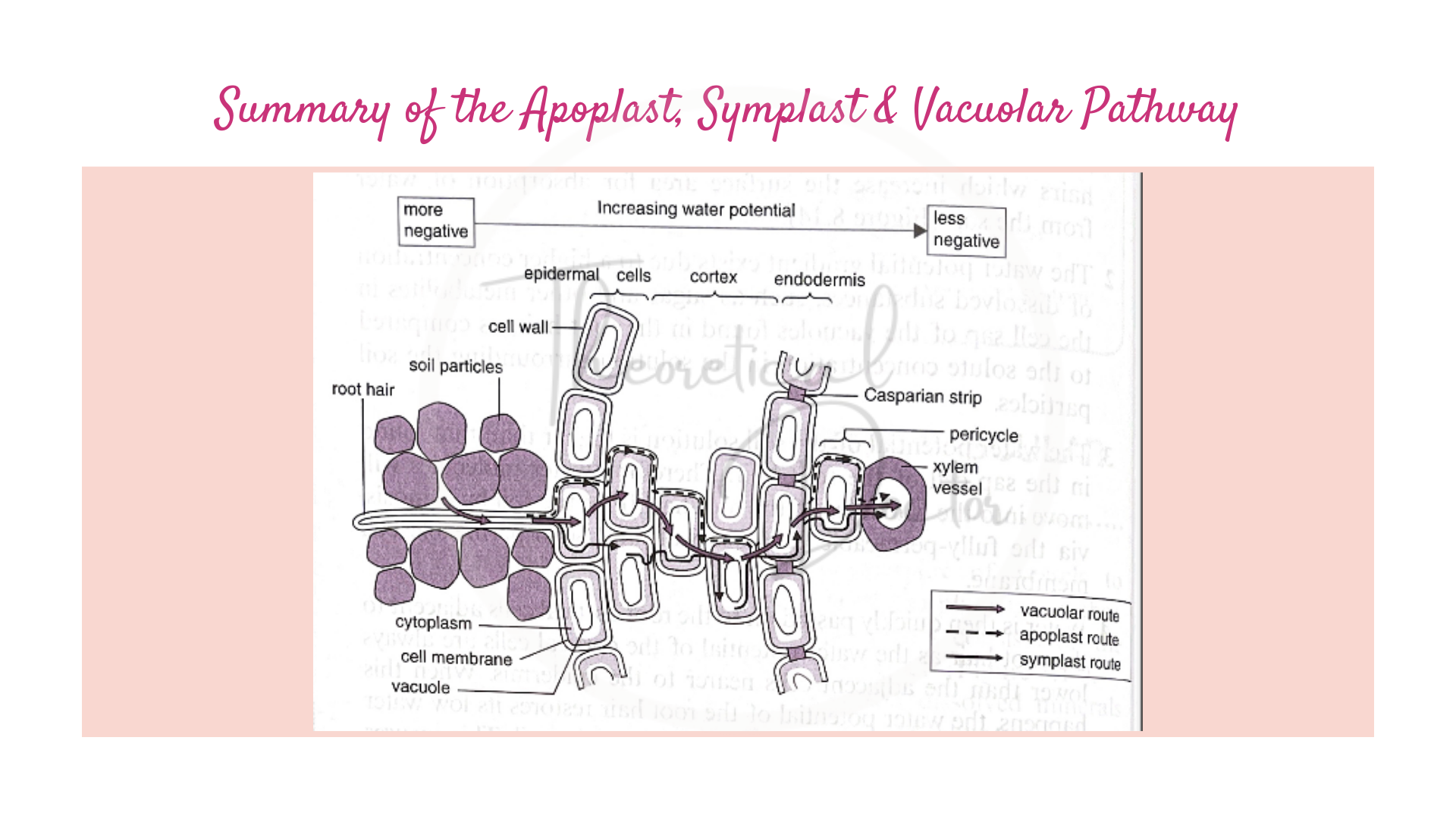 Apoplast, Symplast & Vacuolar Pathway (Water Transport in Plants ...