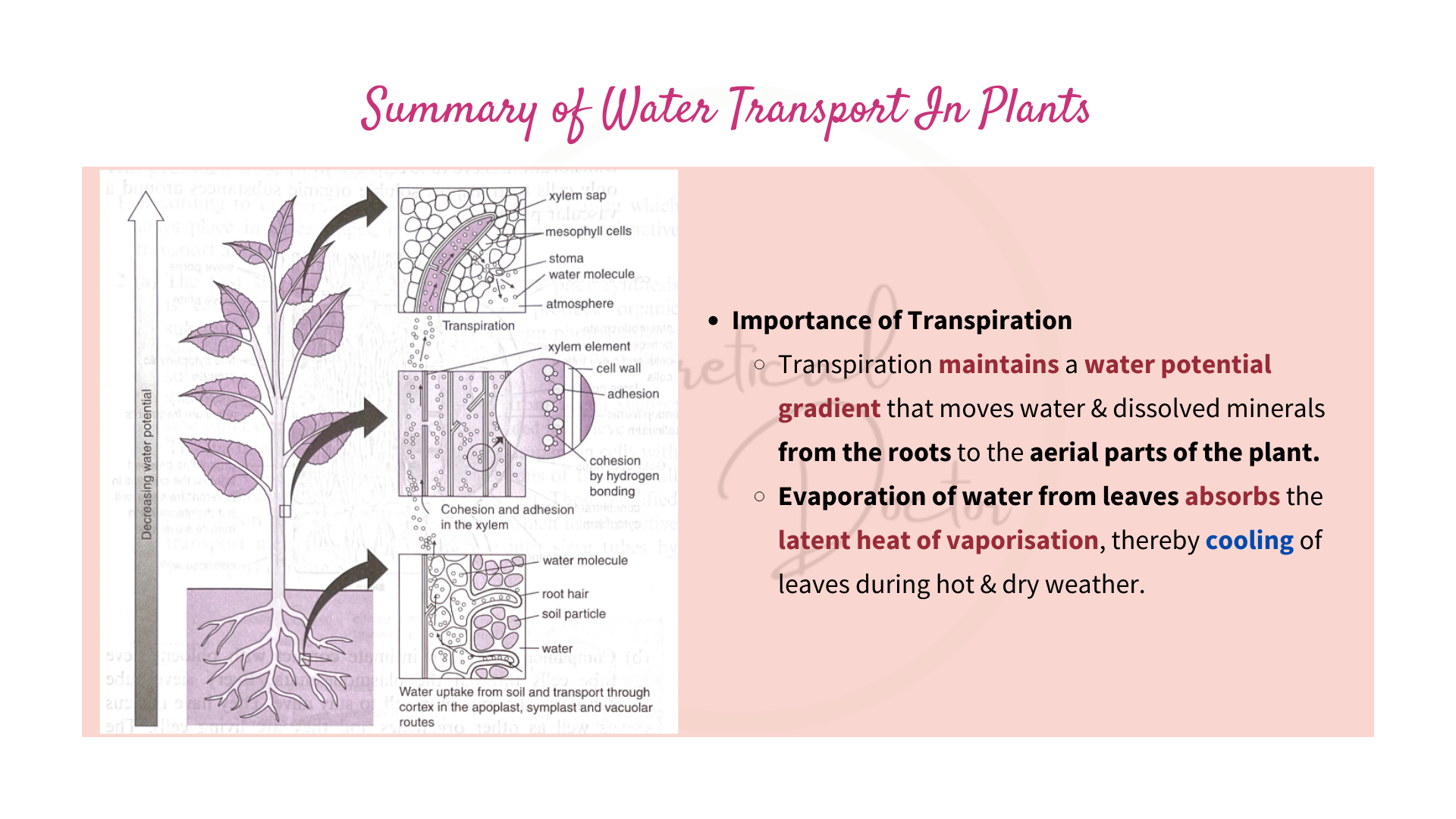 Root Pressure Theory + Cohesion-Tension Theory & Transpiration Pull ...